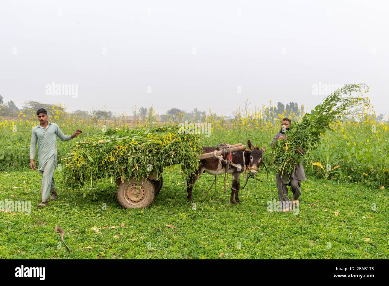Punjab fields pakistan hi-res stock photography and images - Alamy