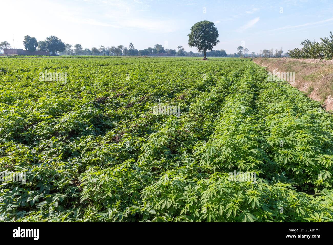 Cultivating Marijuana, Rural Life, Punjab, Pakistan Stock Photo - Alamy