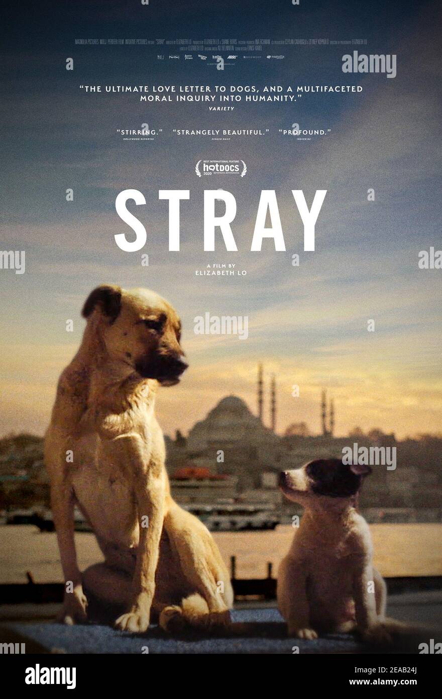 STRAY, poster, 2020. © Magnolia Pictures /Courtesy Everett Collection ...
