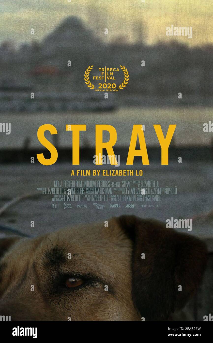 STRAY, poster, 2020. © Magnolia Pictures /Courtesy Everett Collection ...