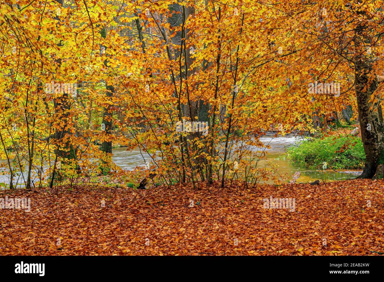 Rainy autumn day in the Würmtal between Starnberg and Gauting, Bavaria ...