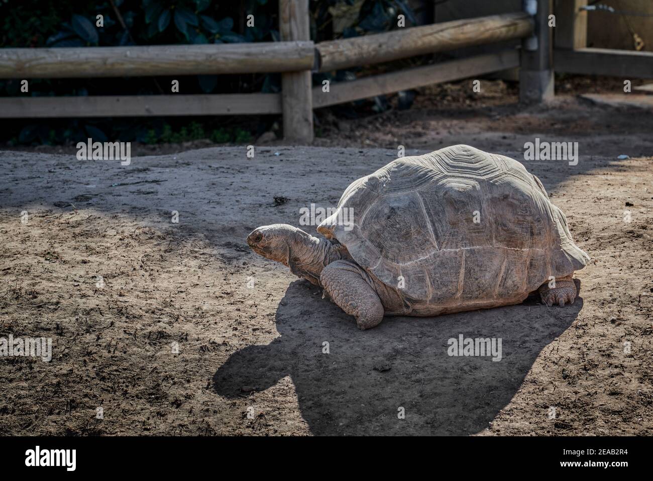 Giant turtle in the oceanographic of the city of Valencia, Spain ...