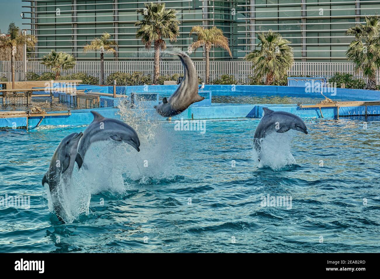 dolphin exhibition in the oceanographic of the city of Valencia, Spain ...