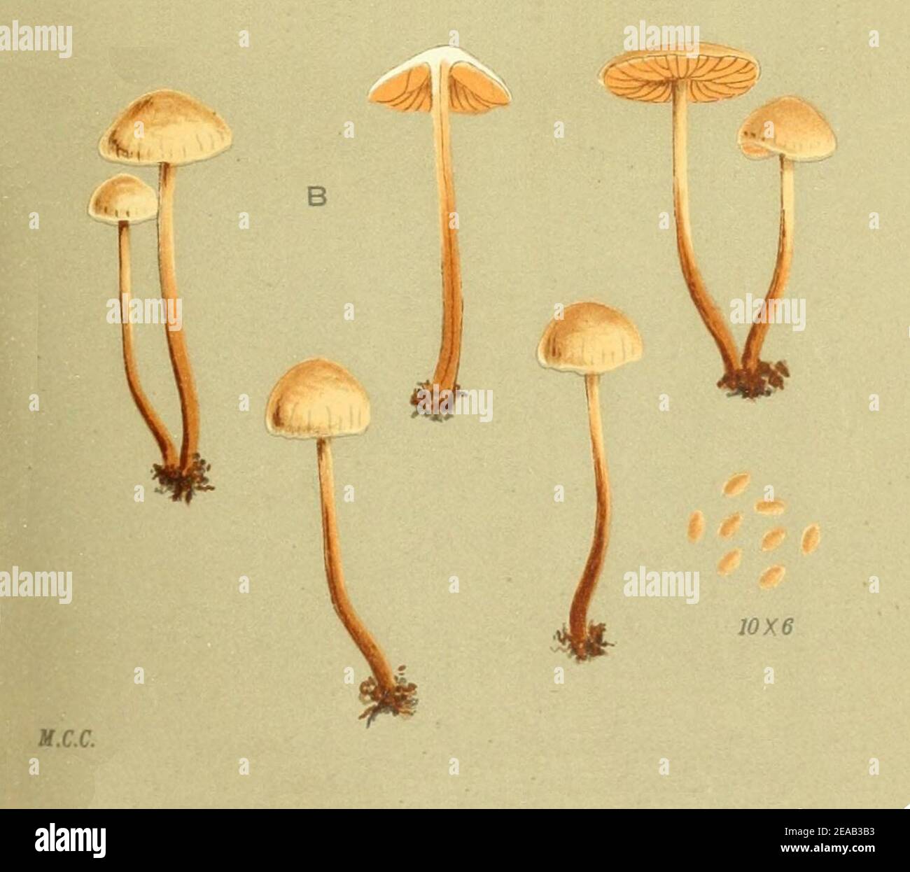 Naucoria hi-res stock photography and images - Alamy