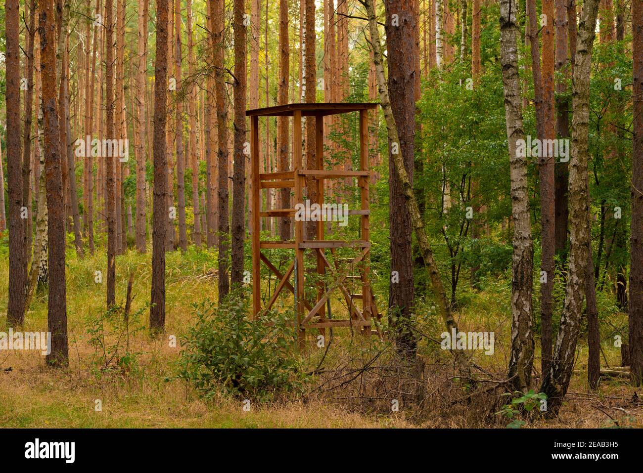 Hunter standing in forest hi-res stock photography and images - Alamy