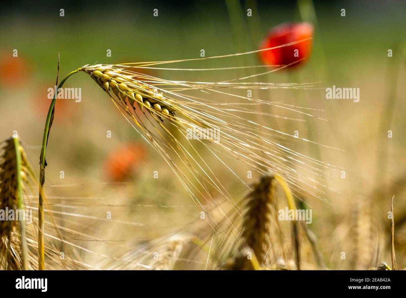 Barley Seed Head High Resolution Stock Photography and Images - Alamy