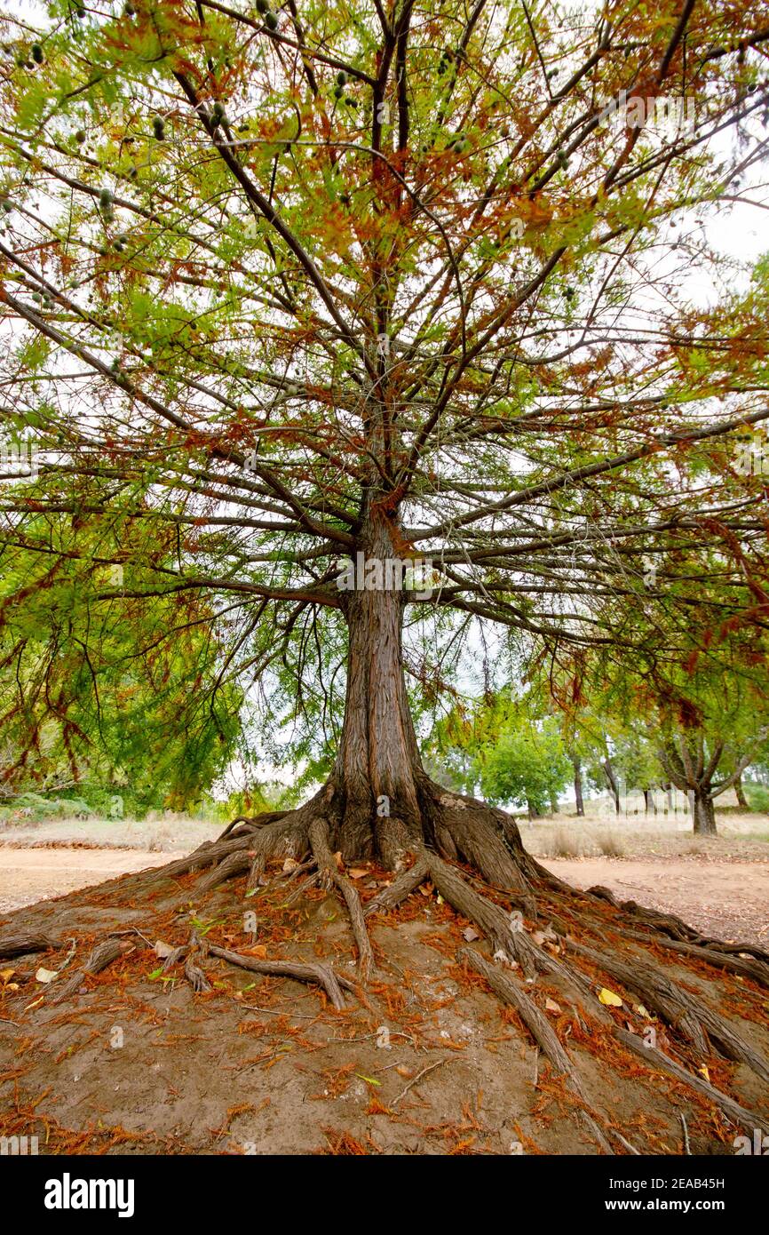 Swamp cypress (Taxodium distichum) tree with exposed roots in Autumn ...