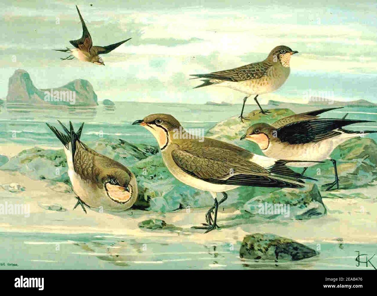 Naumann Glareola pratincola Glareola nordmanni Stock Photo - Alamy