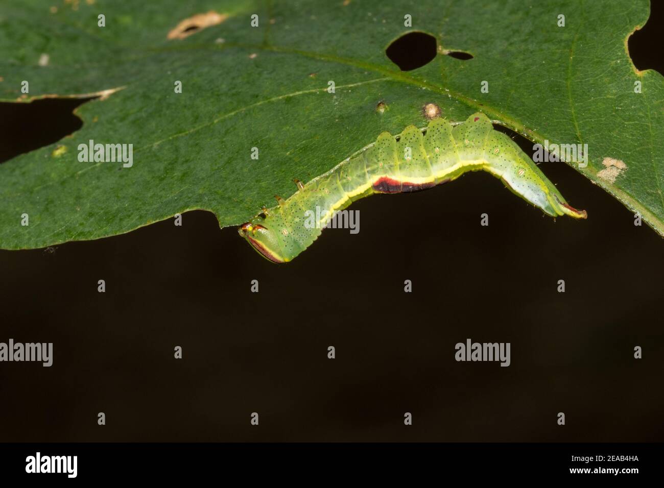 Close-up of a variable oakleaf caterpillar, Lochmaeus manteo Stock ...