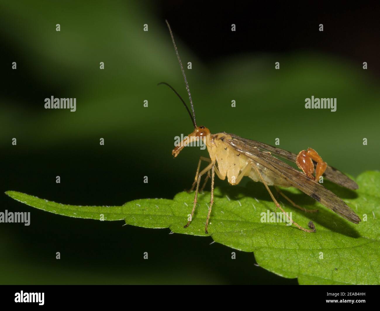 Mecoptera hi-res stock photography and images - Alamy