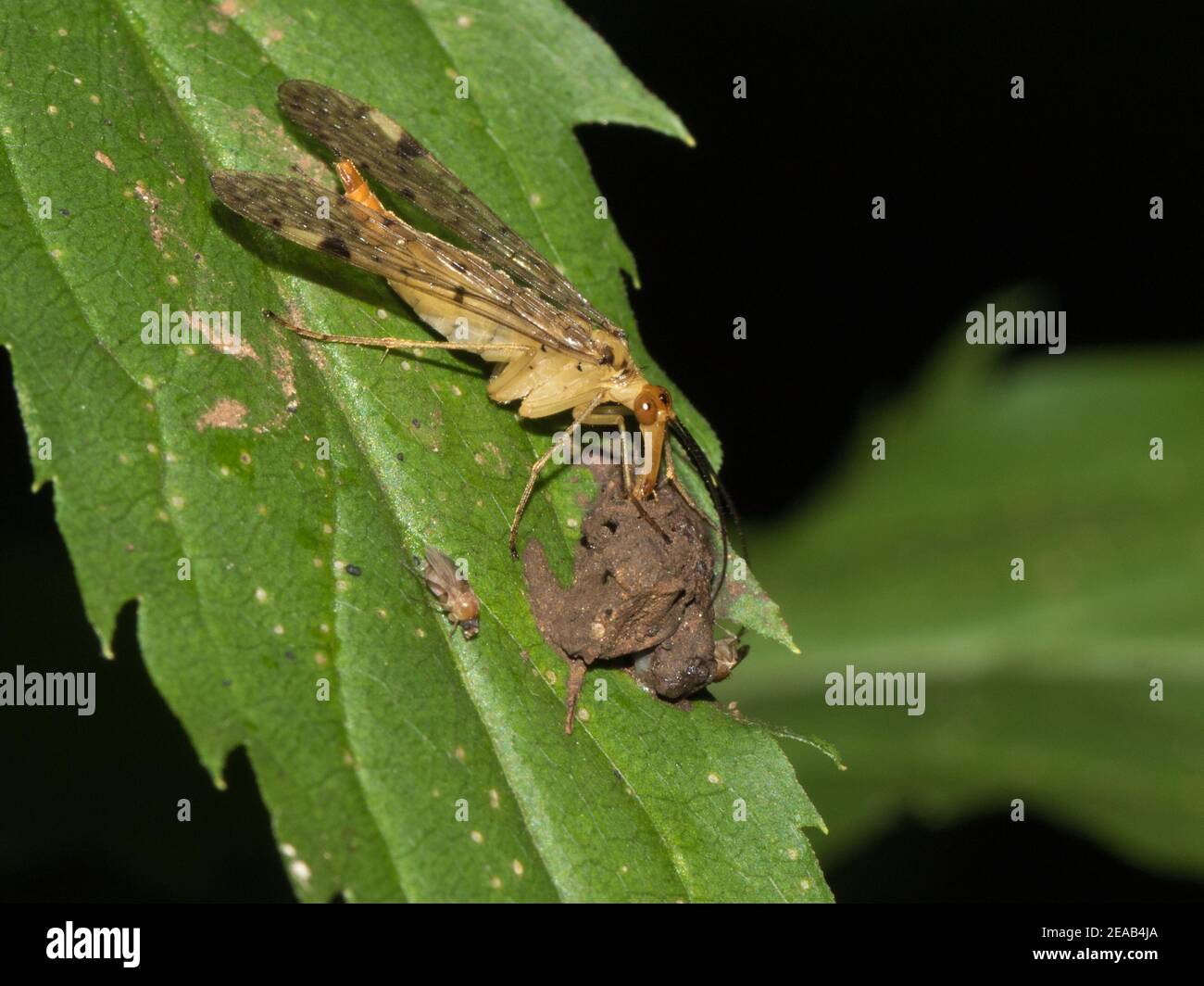 Close-up of a scavenging female scorpion, Mecoptera: Panorpidae Stock ...