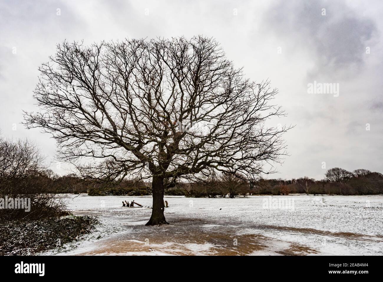 Leave less tree hi-res stock photography and images - Alamy