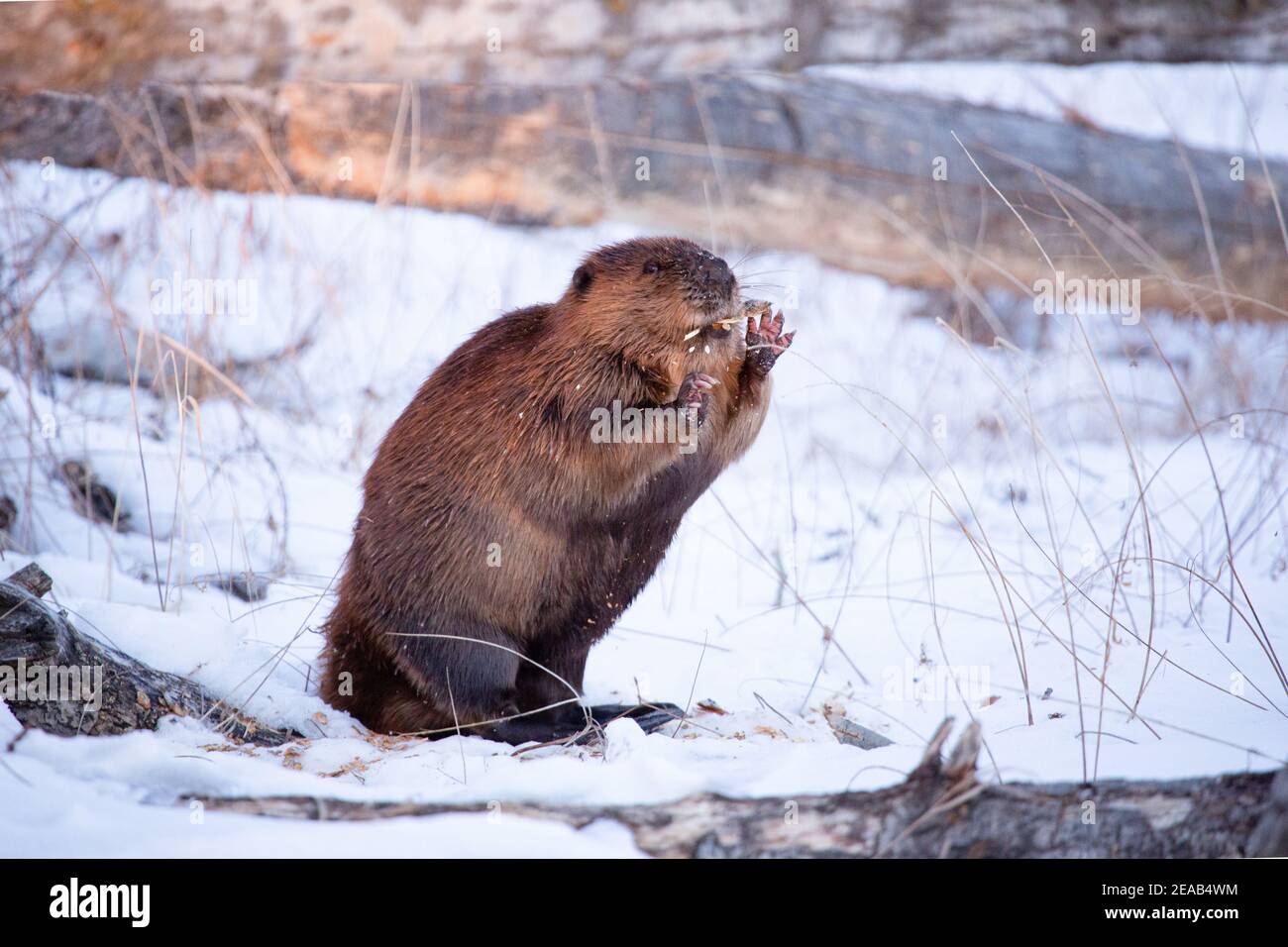 American beaver underwater hi-res stock photography and images - Alamy