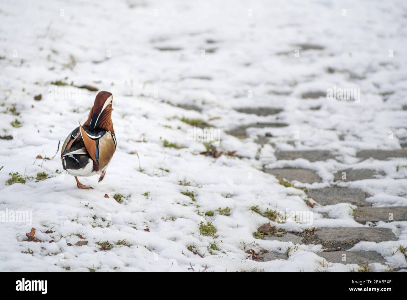 Mandarin duck, Aix galericulata, single male bird in snow Stock Photo ...