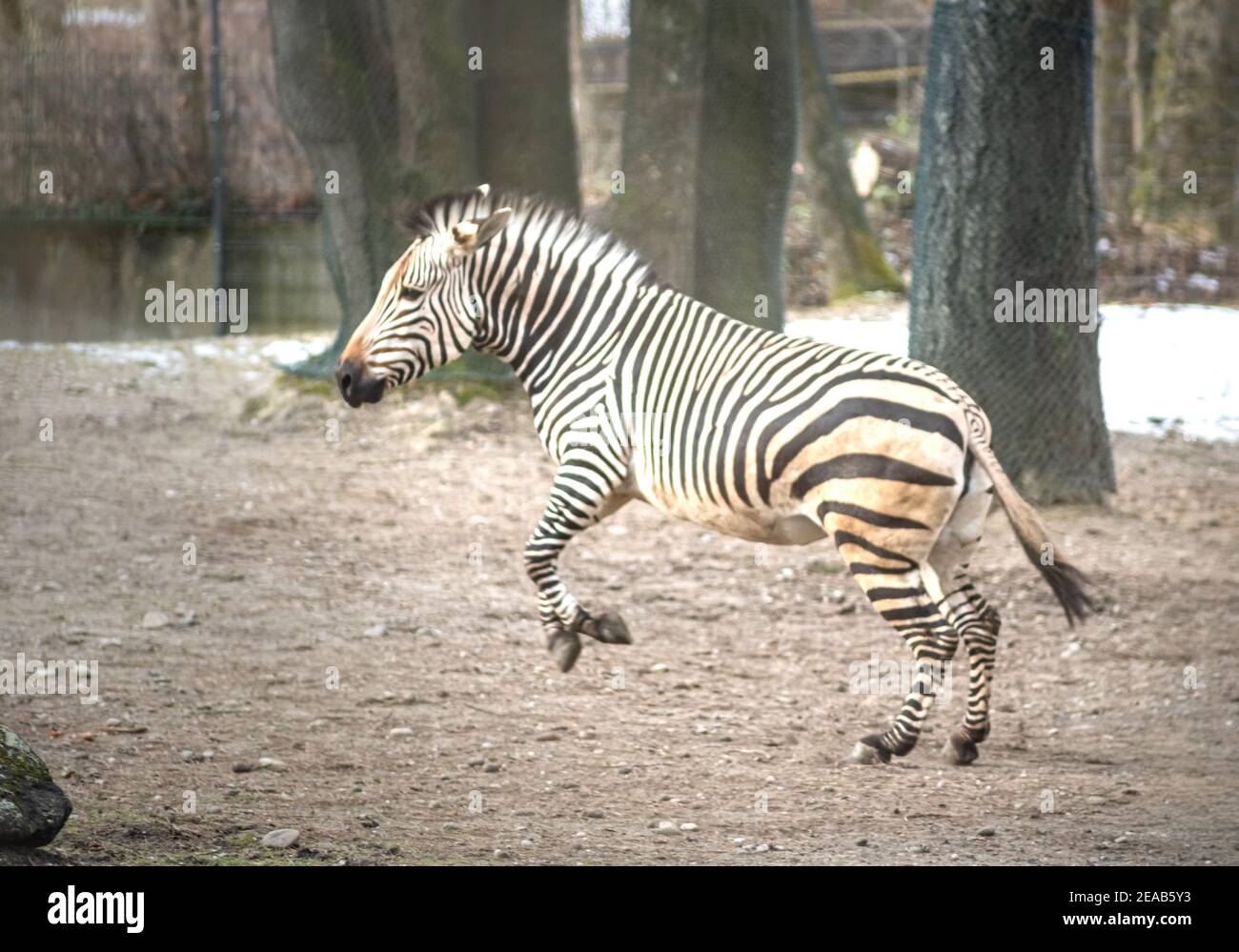 Zebra running and jumping hi-res stock photography and images - Alamy