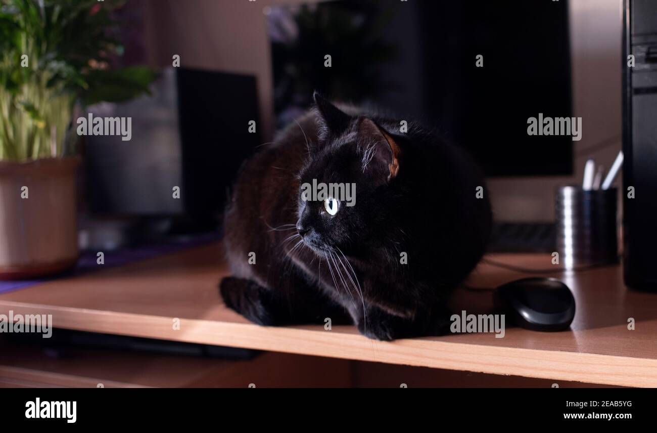 Black cat and computer on the desktop Stock Photo - Alamy