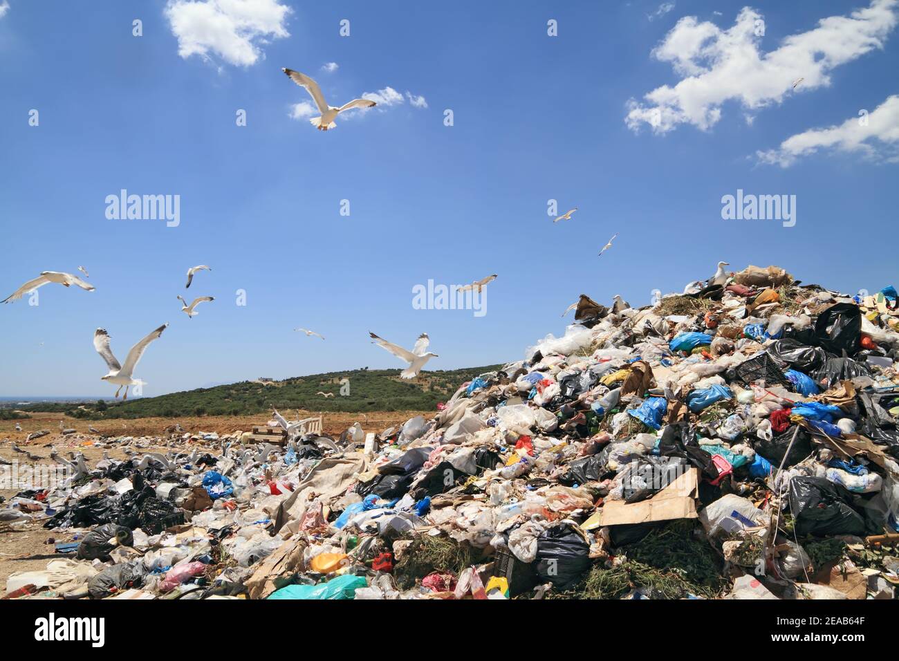 Flock of seagulls over landfill Stock Photo - Alamy