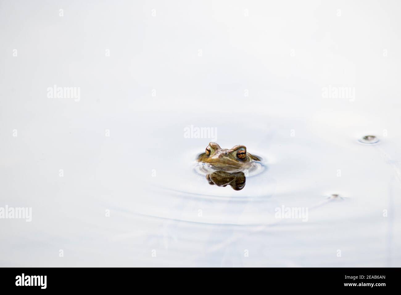 Common toad in the pond Stock Photo - Alamy