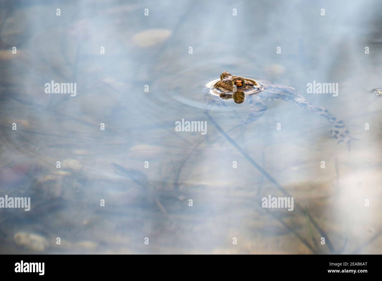 Marsh toads hi-res stock photography and images - Alamy