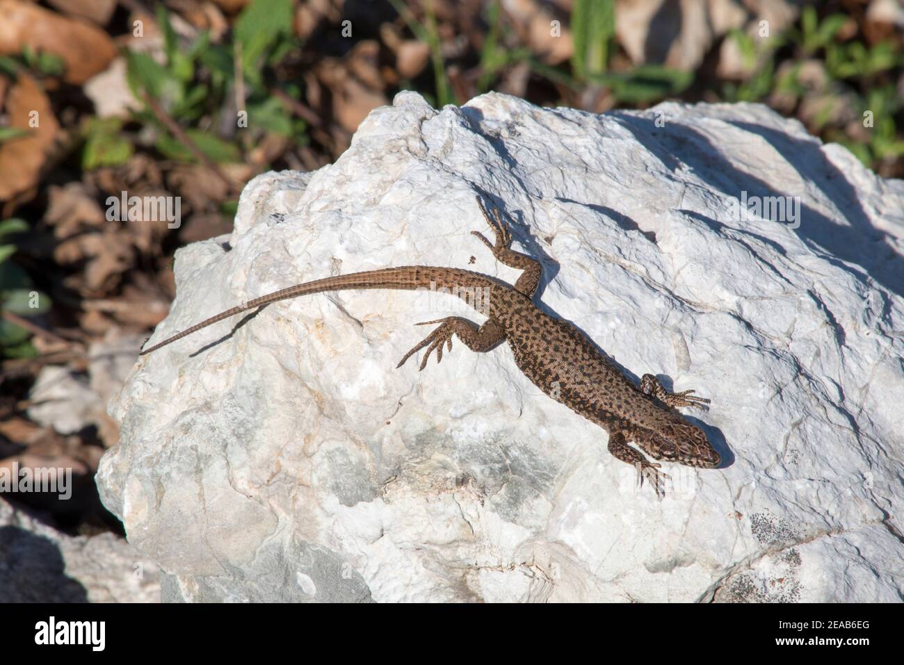 Lizard on stone Stock Photo - Alamy