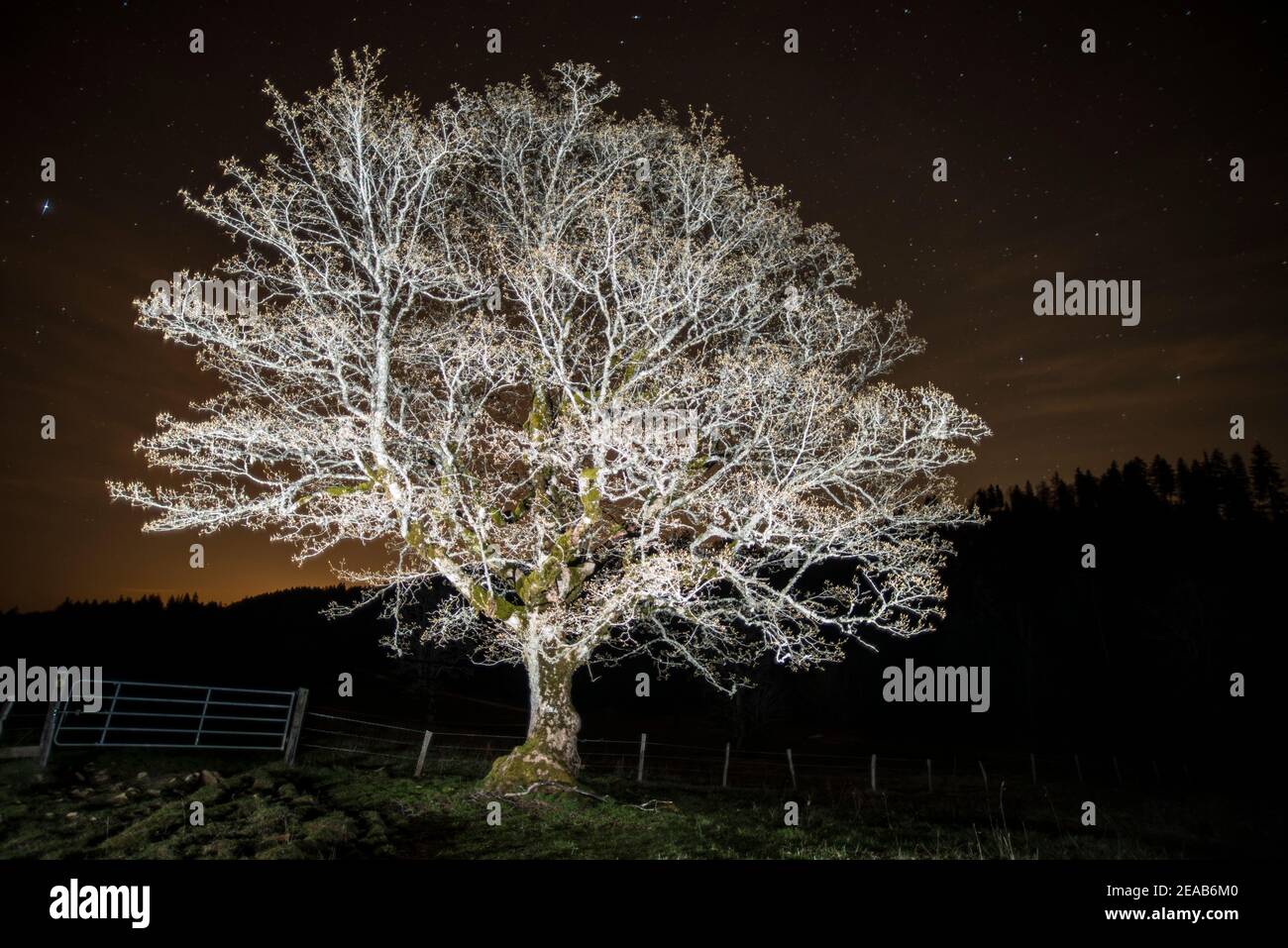 illuminated tree, at night Stock Photo - Alamy