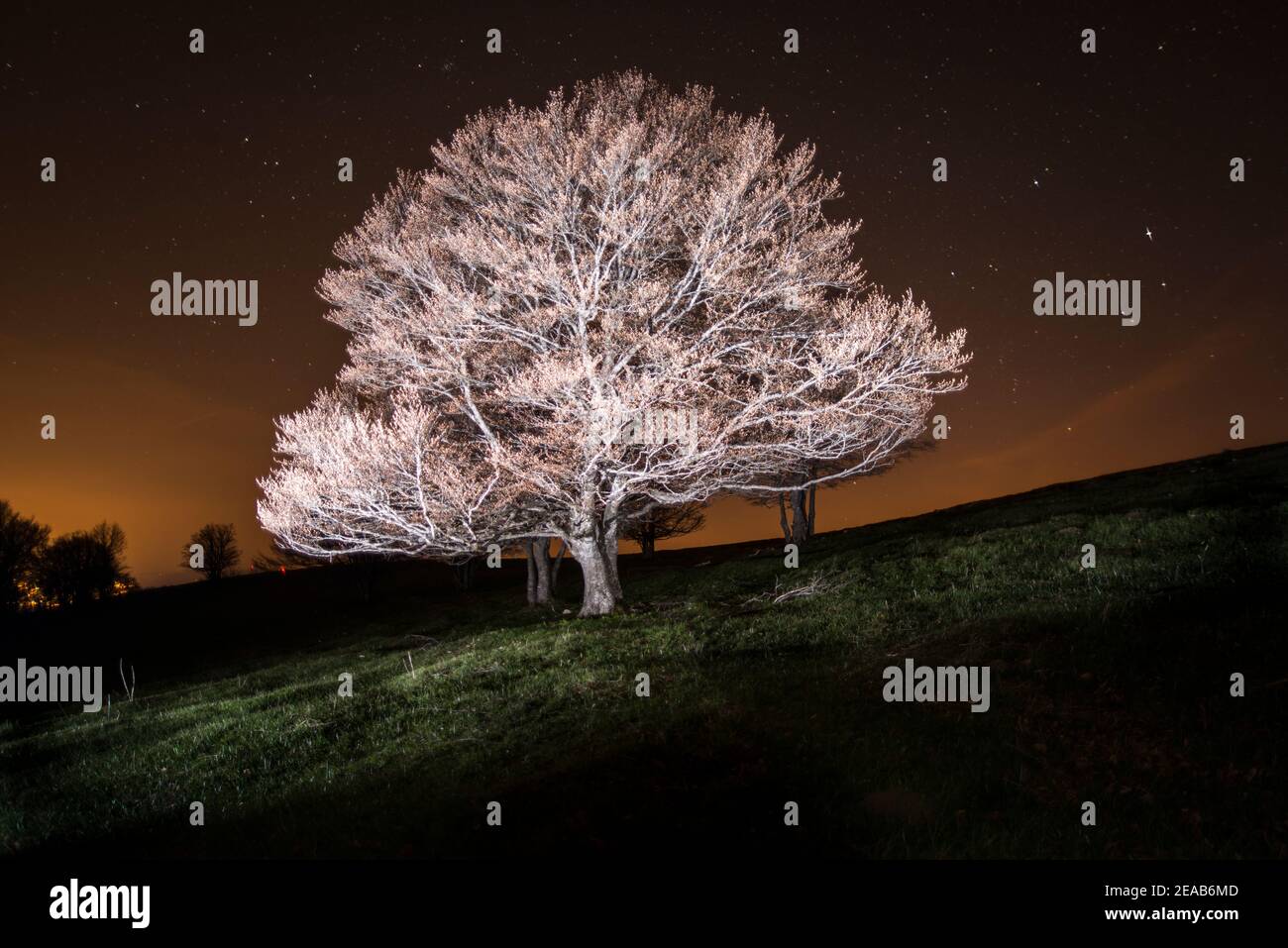 illuminated tree, at night Stock Photo - Alamy