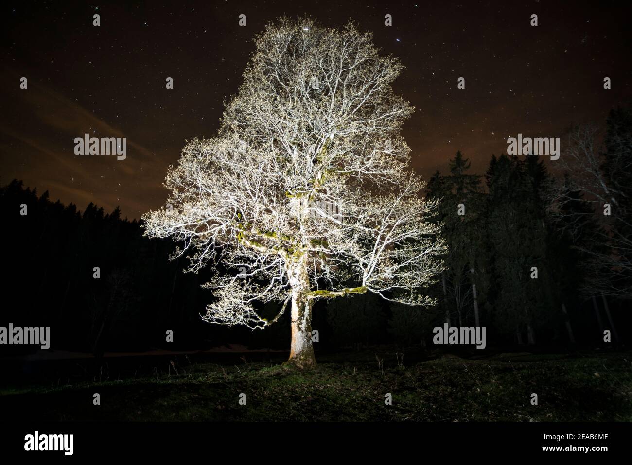 Illuminated tree hi-res stock photography and images - Alamy