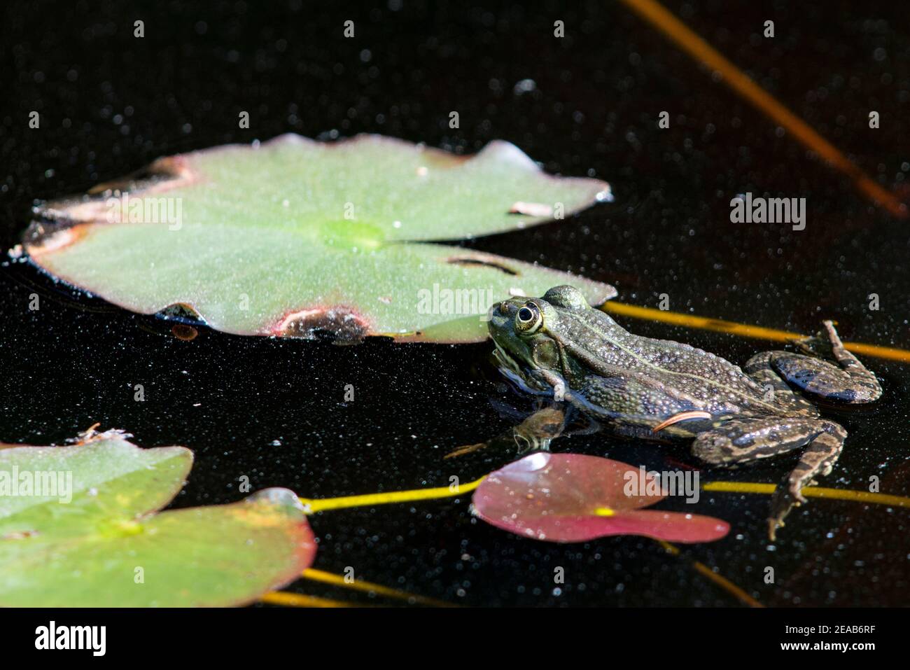 Pond frog hi-res stock photography and images - Alamy