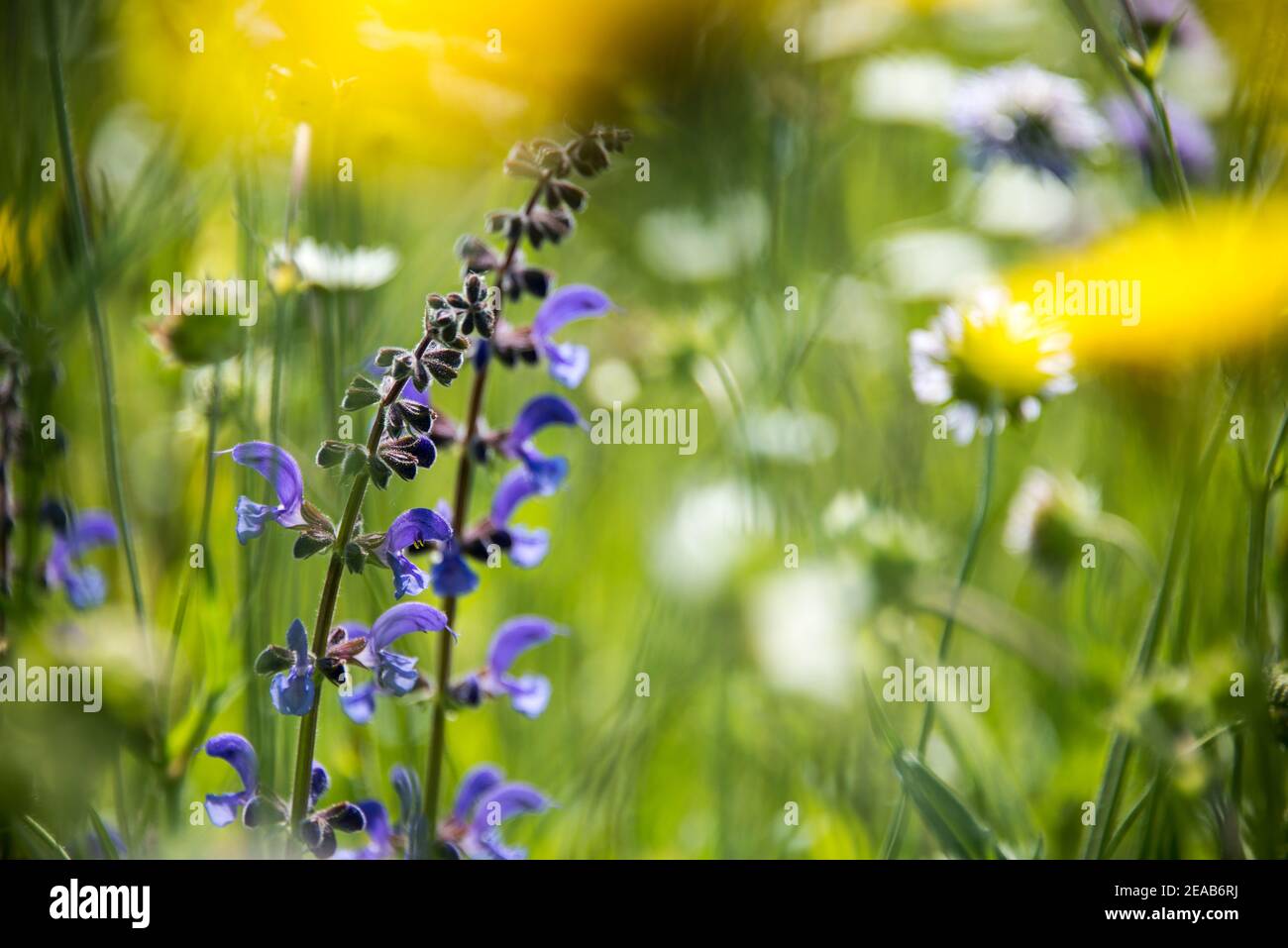 Meager vegetation hi-res stock photography and images - Alamy