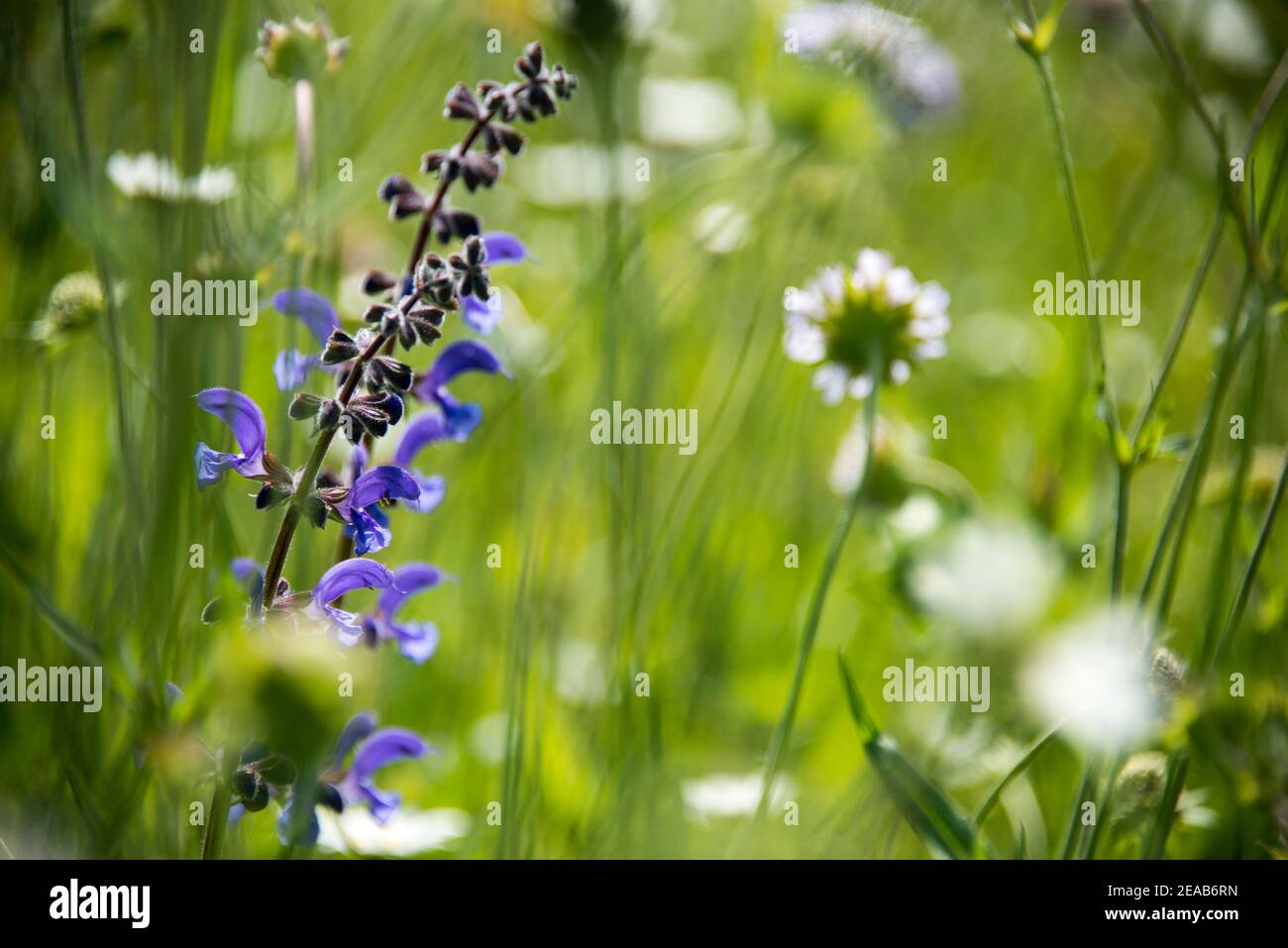 Meager hi-res stock photography and images - Alamy