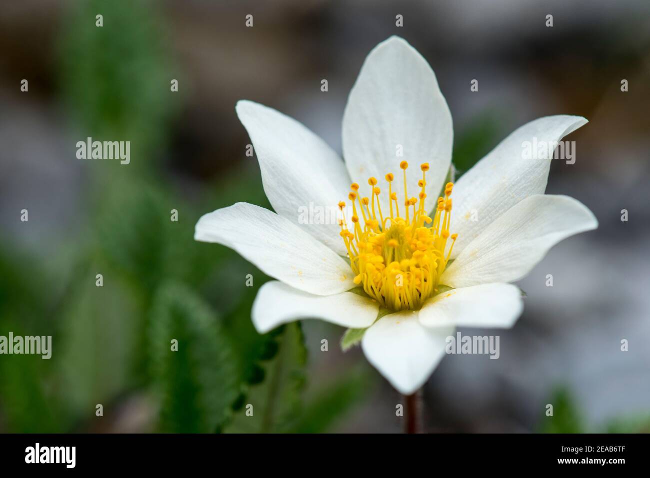 Buttercup alpine hi-res stock photography and images - Alamy