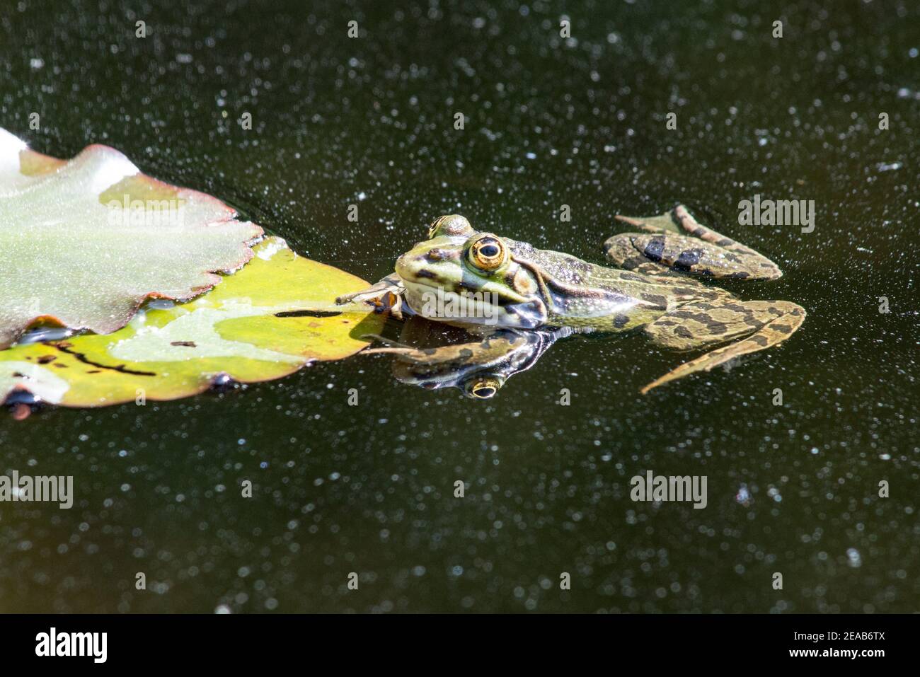 Common frog lily pond hi-res stock photography and images - Alamy