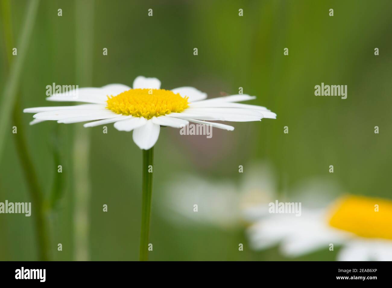 French daisy hi-res stock photography and images - Alamy
