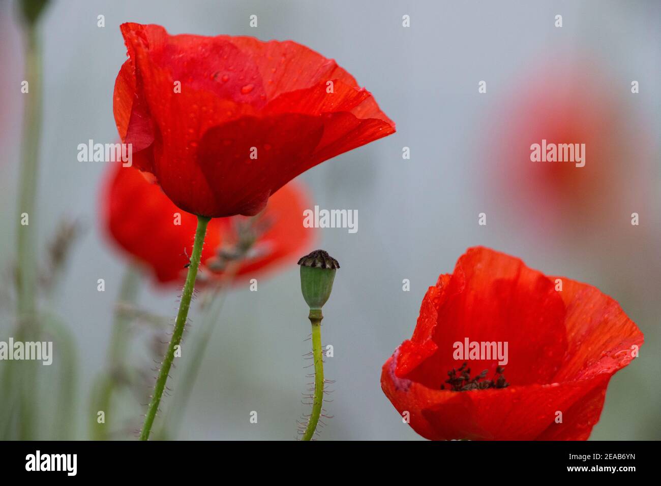 Corn poppy hi-res stock photography and images - Alamy