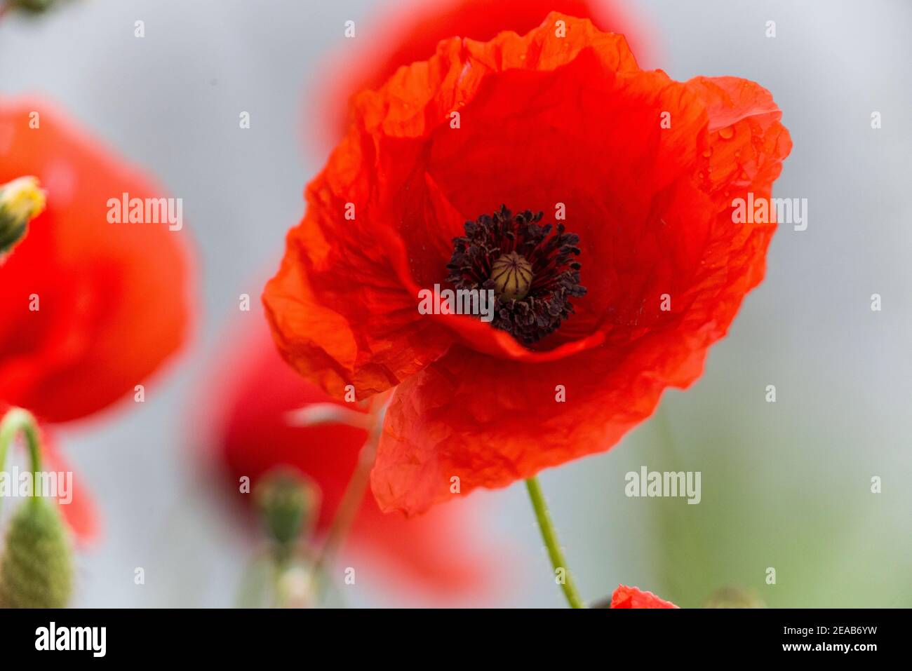 Swiss poppy field hi-res stock photography and images - Alamy