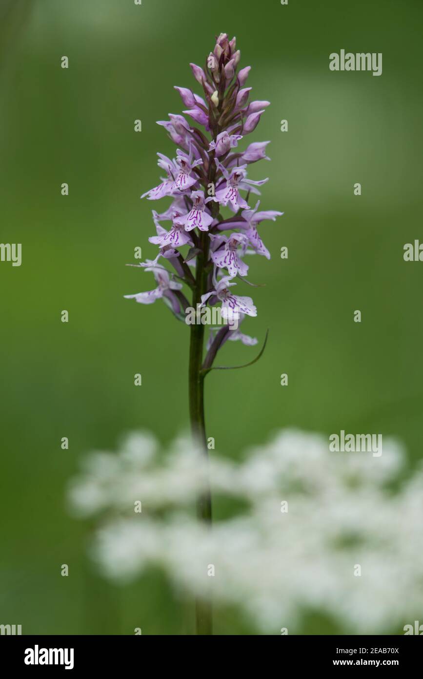 Fingerroot, native orchid Stock Photo - Alamy