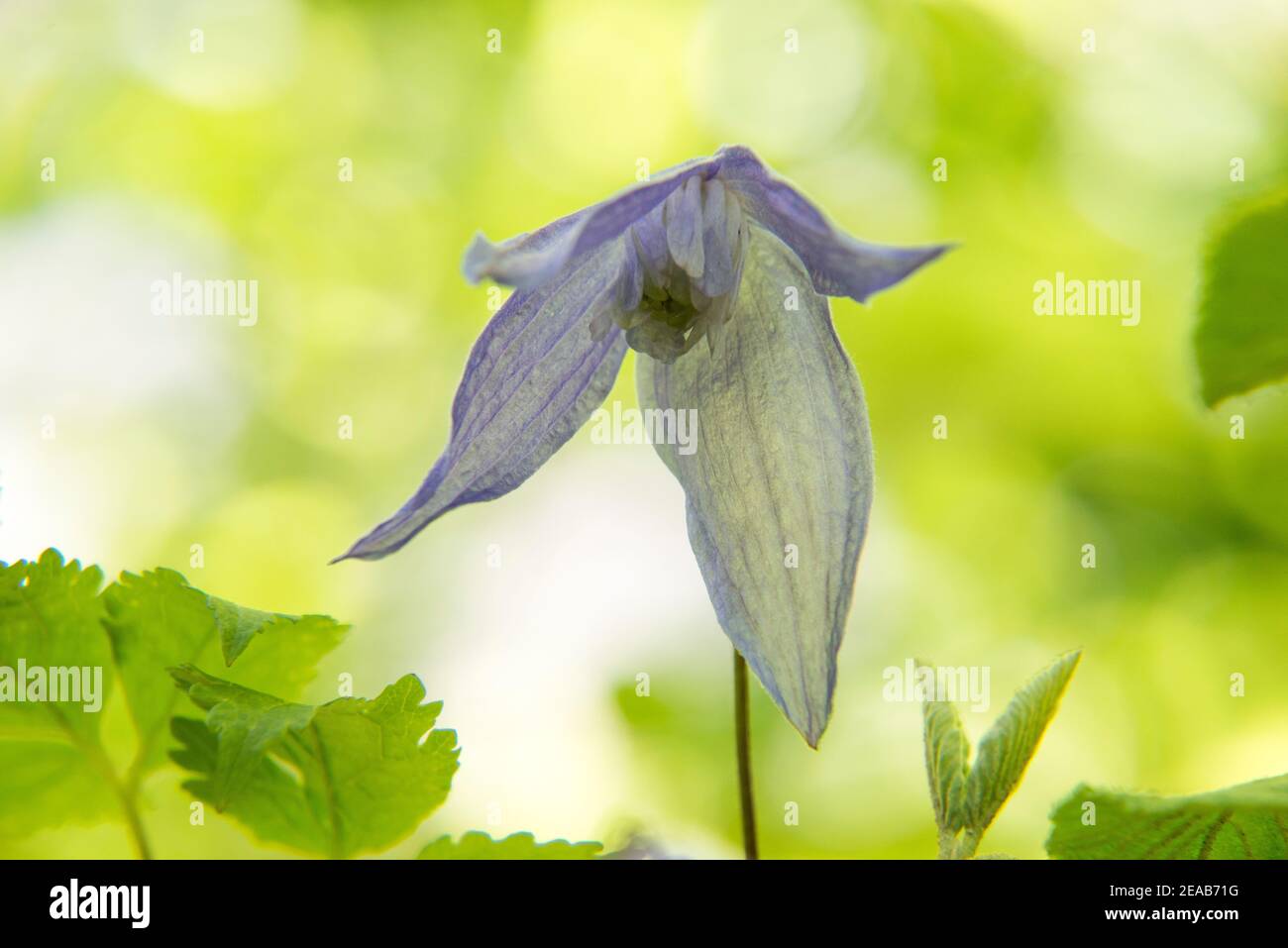 Clematis alpine hi-res stock photography and images - Alamy
