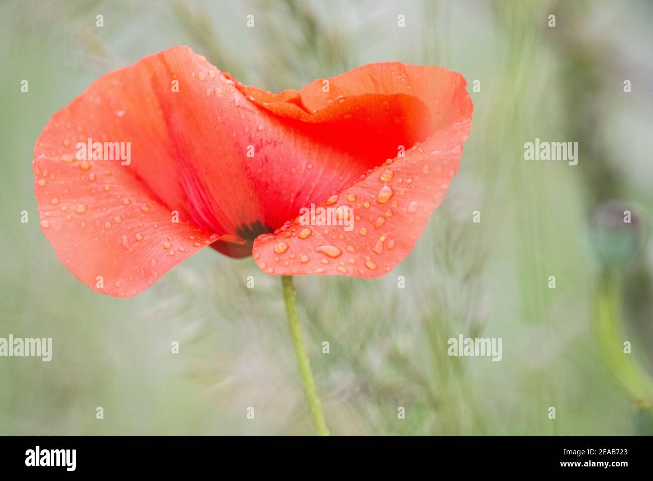 Corn poppy hi-res stock photography and images - Alamy