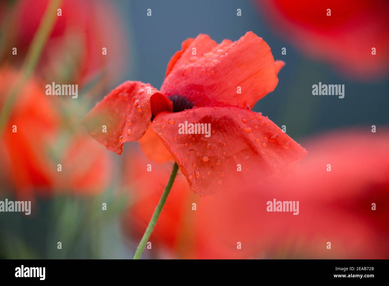 Swiss poppy field hi-res stock photography and images - Alamy