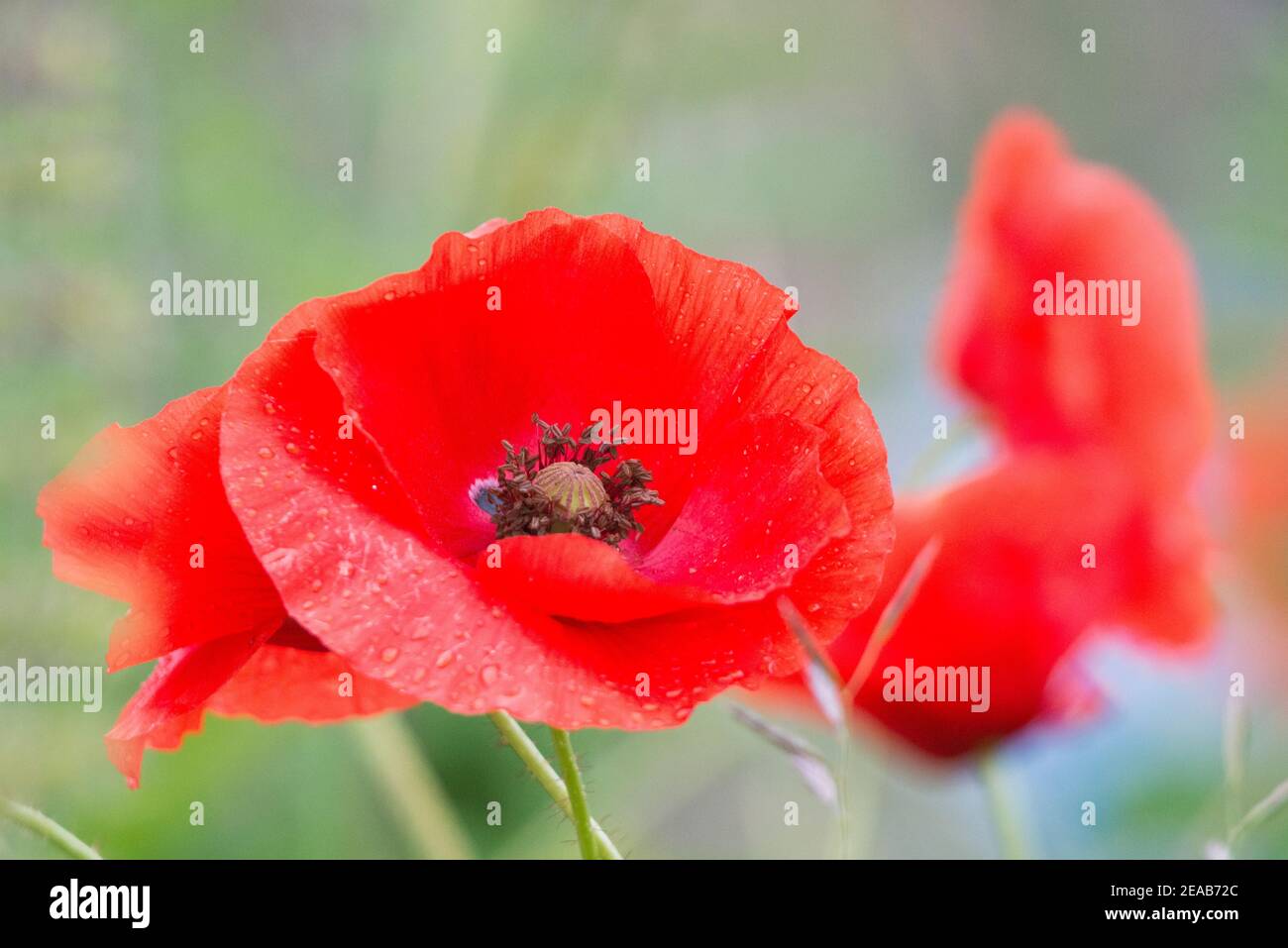 Poppy at wayside hi-res stock photography and images - Alamy