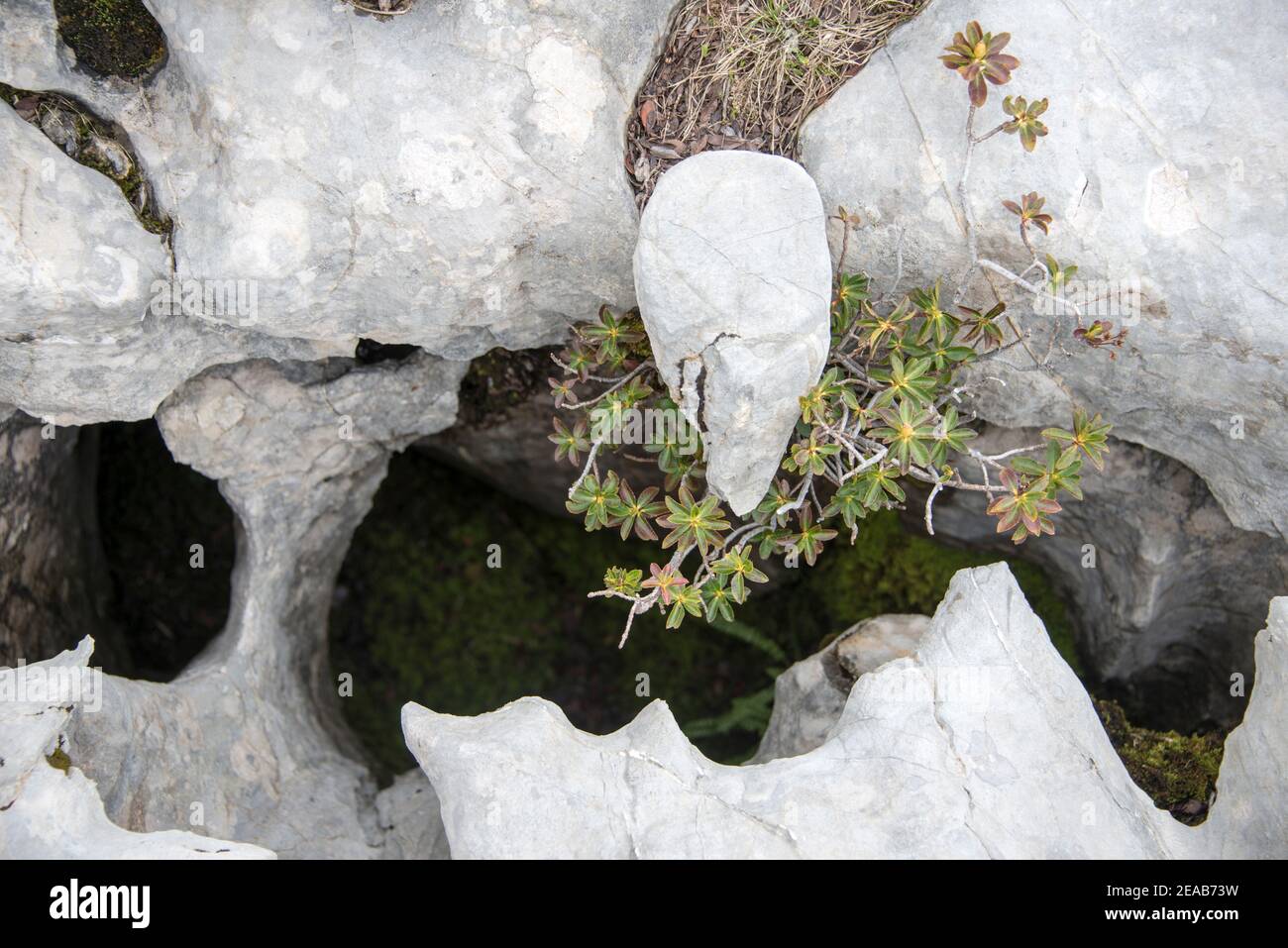 Crevice hi-res stock photography and images - Alamy
