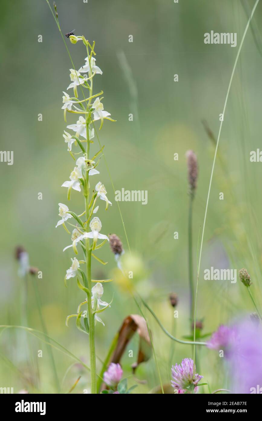 Rare native orchids hi-res stock photography and images - Alamy