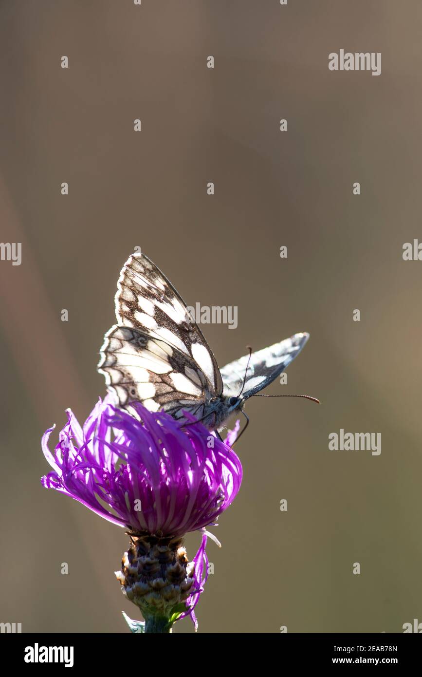 Checkerboard butterfly hi-res stock photography and images - Alamy