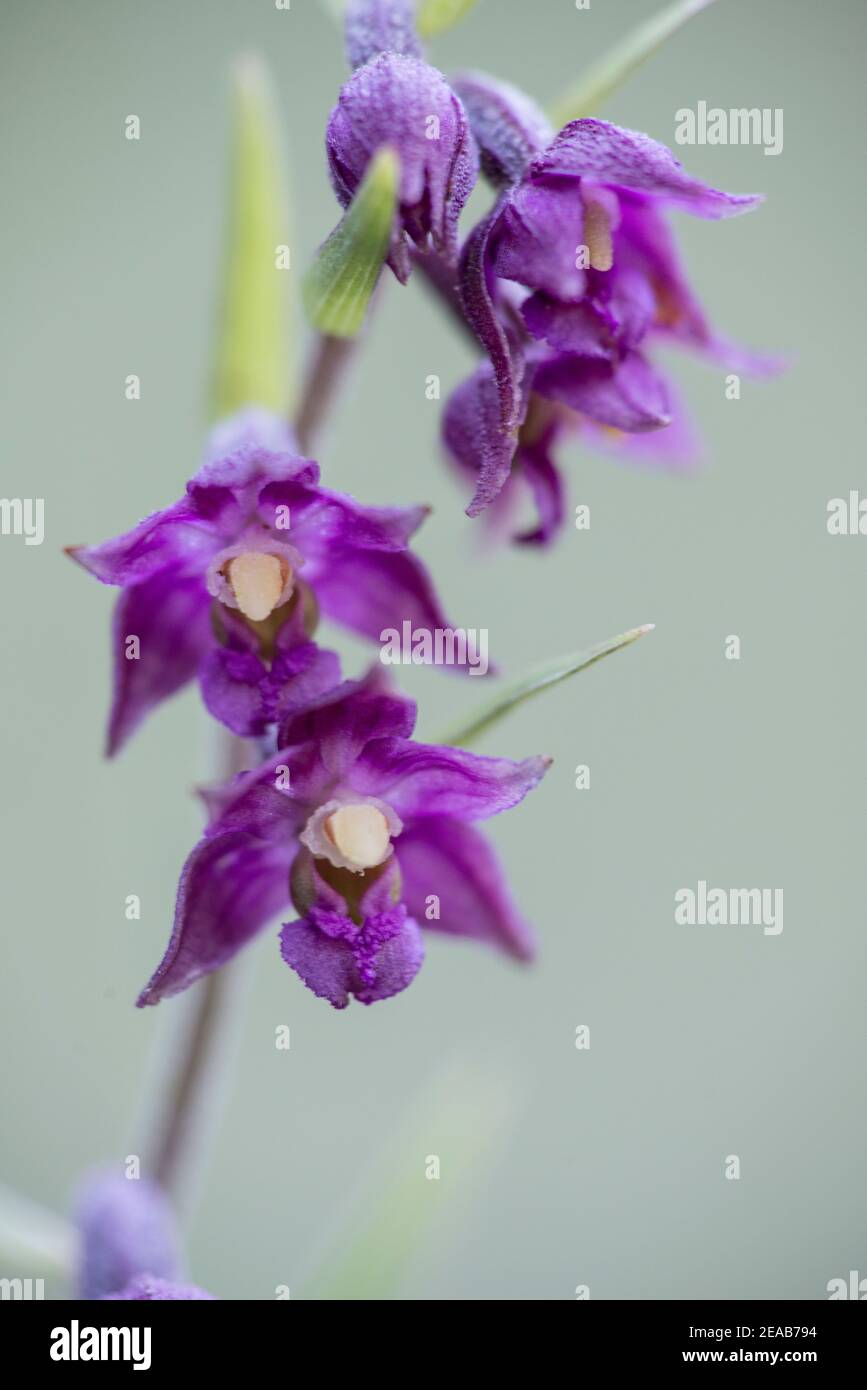 Rare native orchids hi-res stock photography and images - Alamy