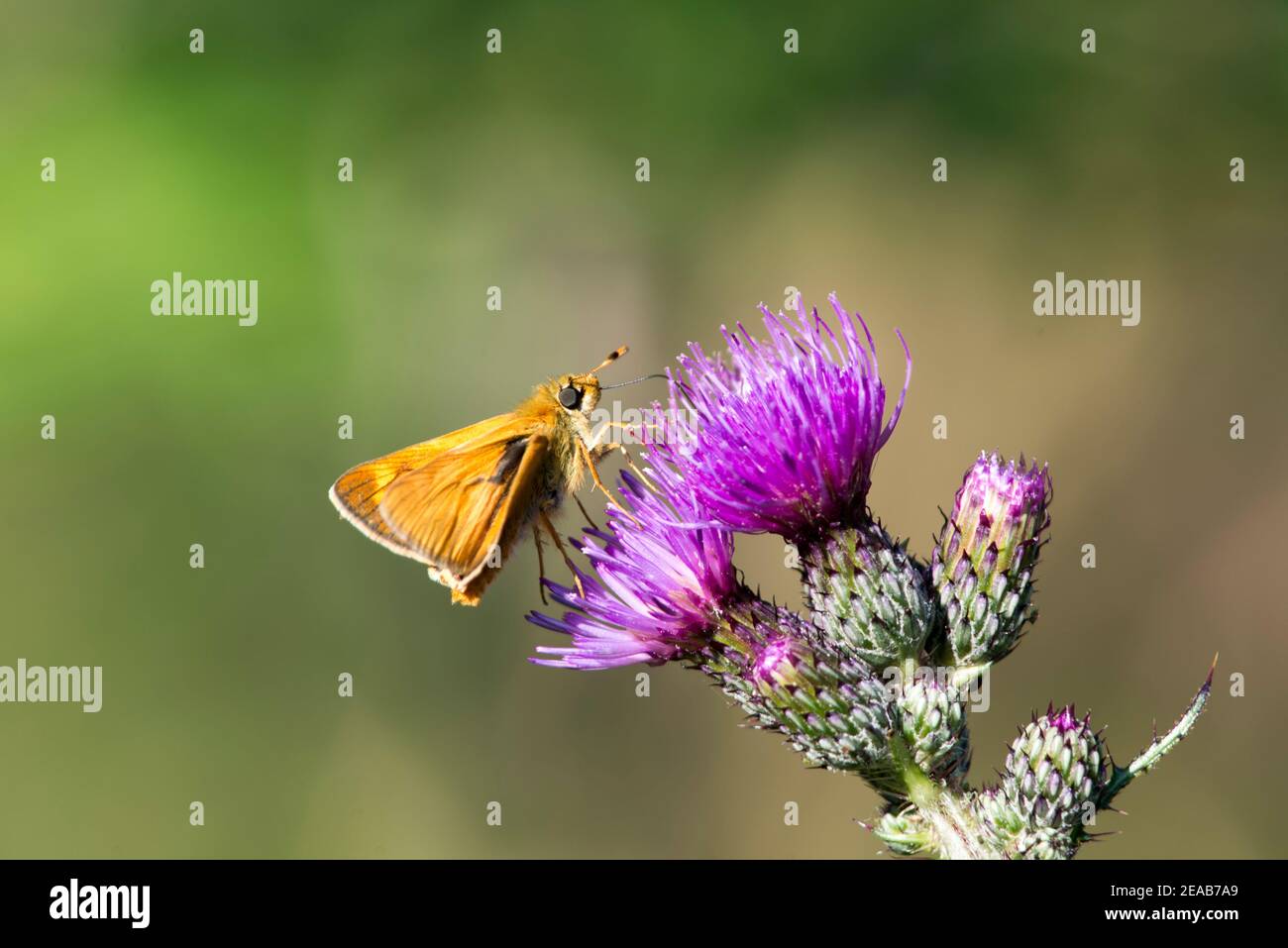 Rust colored hi-res stock photography and images - Alamy