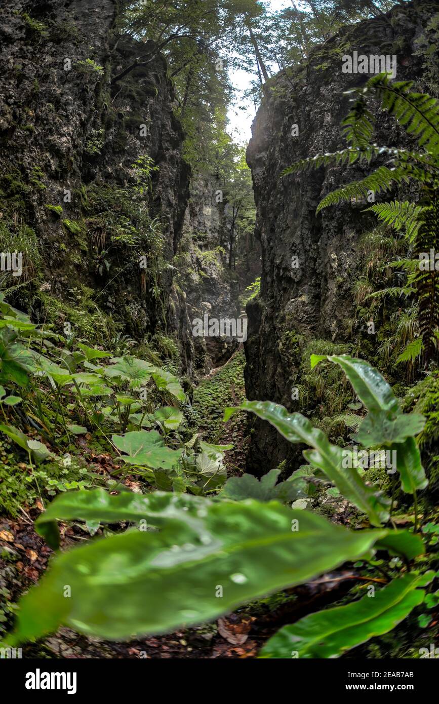The primeval forest gorge hi-res stock photography and images - Alamy