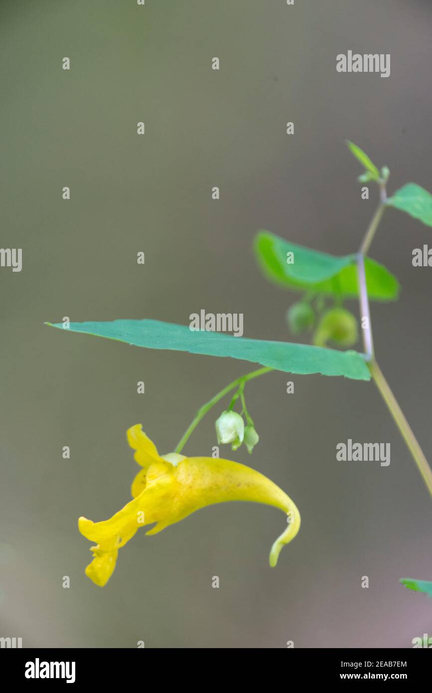 Yellow balsam hi-res stock photography and images - Alamy