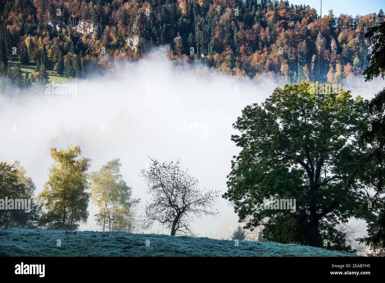 Fog frost hi-res stock photography and images - Alamy