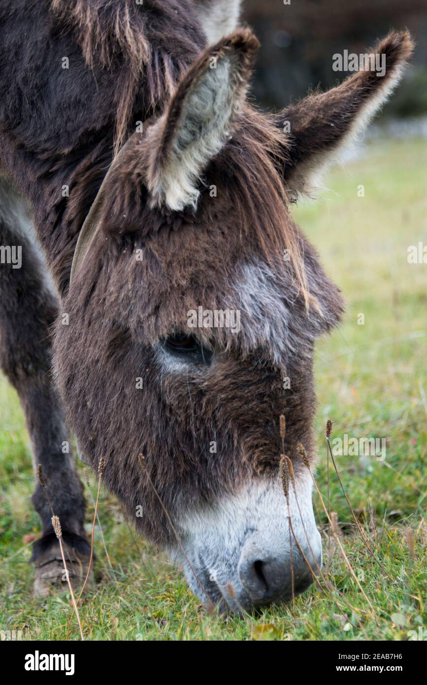 Grazing donkey hi-res stock photography and images - Alamy