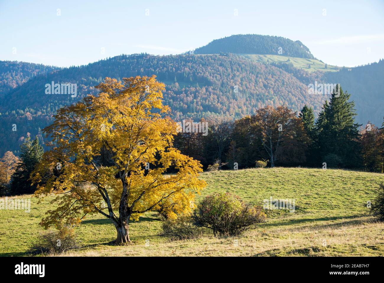 Multi colored tree hi-res stock photography and images - Alamy